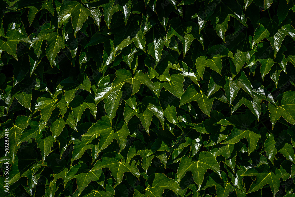Wall overgrown with wild Parthenocissus inserta also known as thicket ...