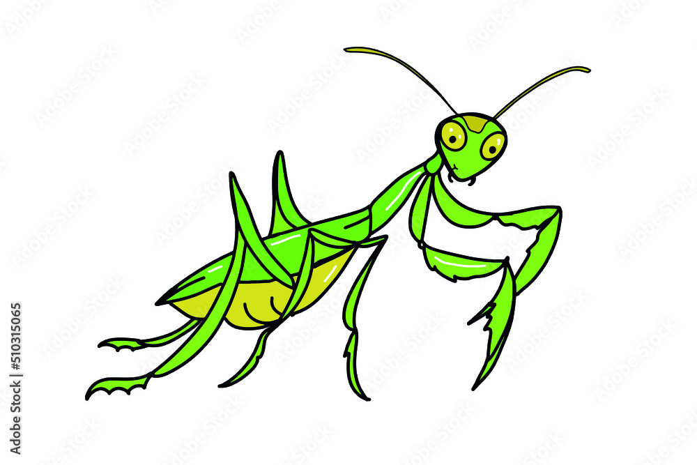 cute, cartoon mascot, mantis illustration drawing,isolated. Stock ...
