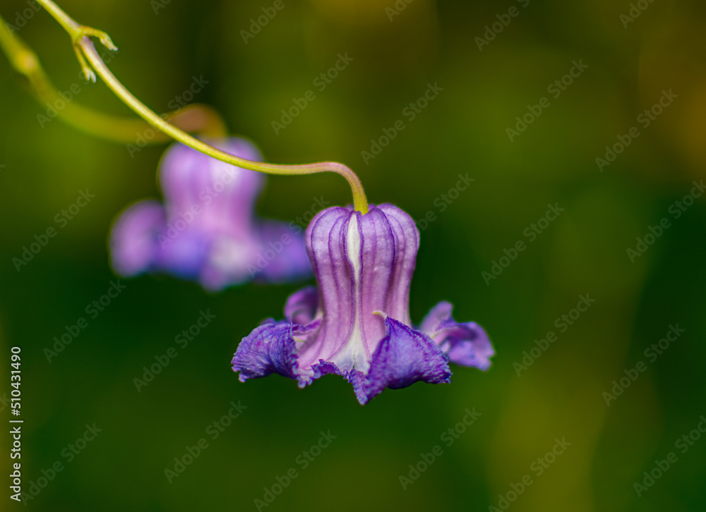 Clematis crispa, commonly called swamp leather flower, curly clematis ...