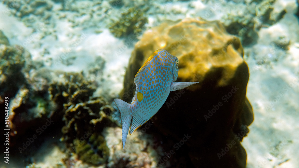 Underwater photo of golden rabbitfish or Siganus guttatus in coral reef ...