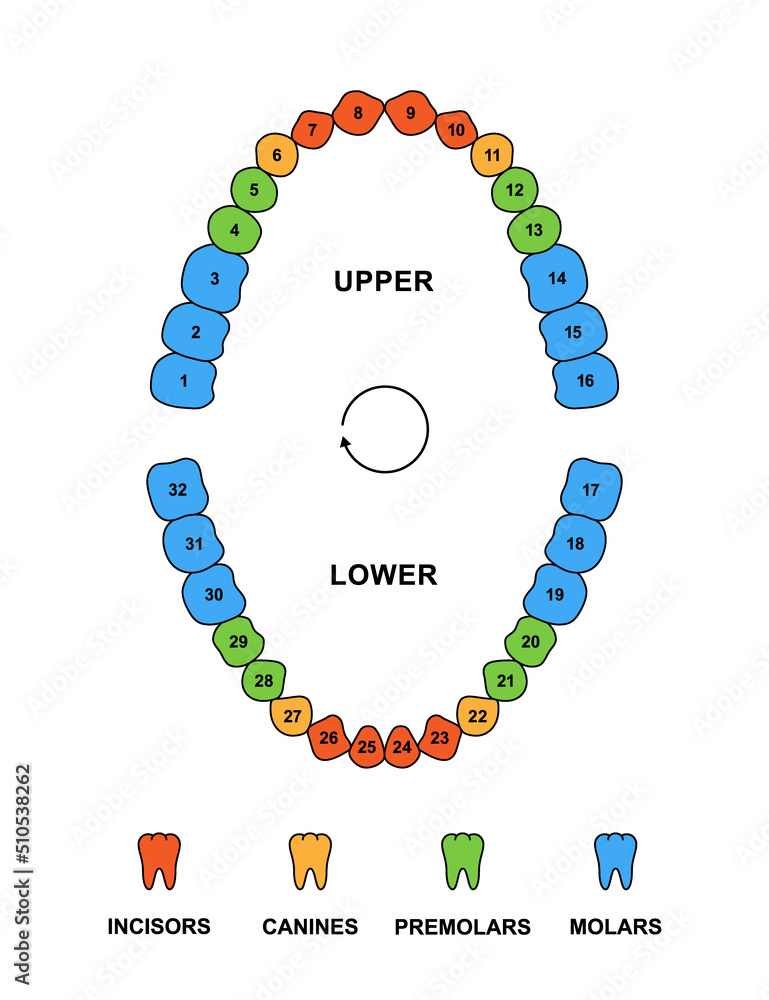 Adult teeth dentition anatomy with descriptions. Upper and lower jaw ...
