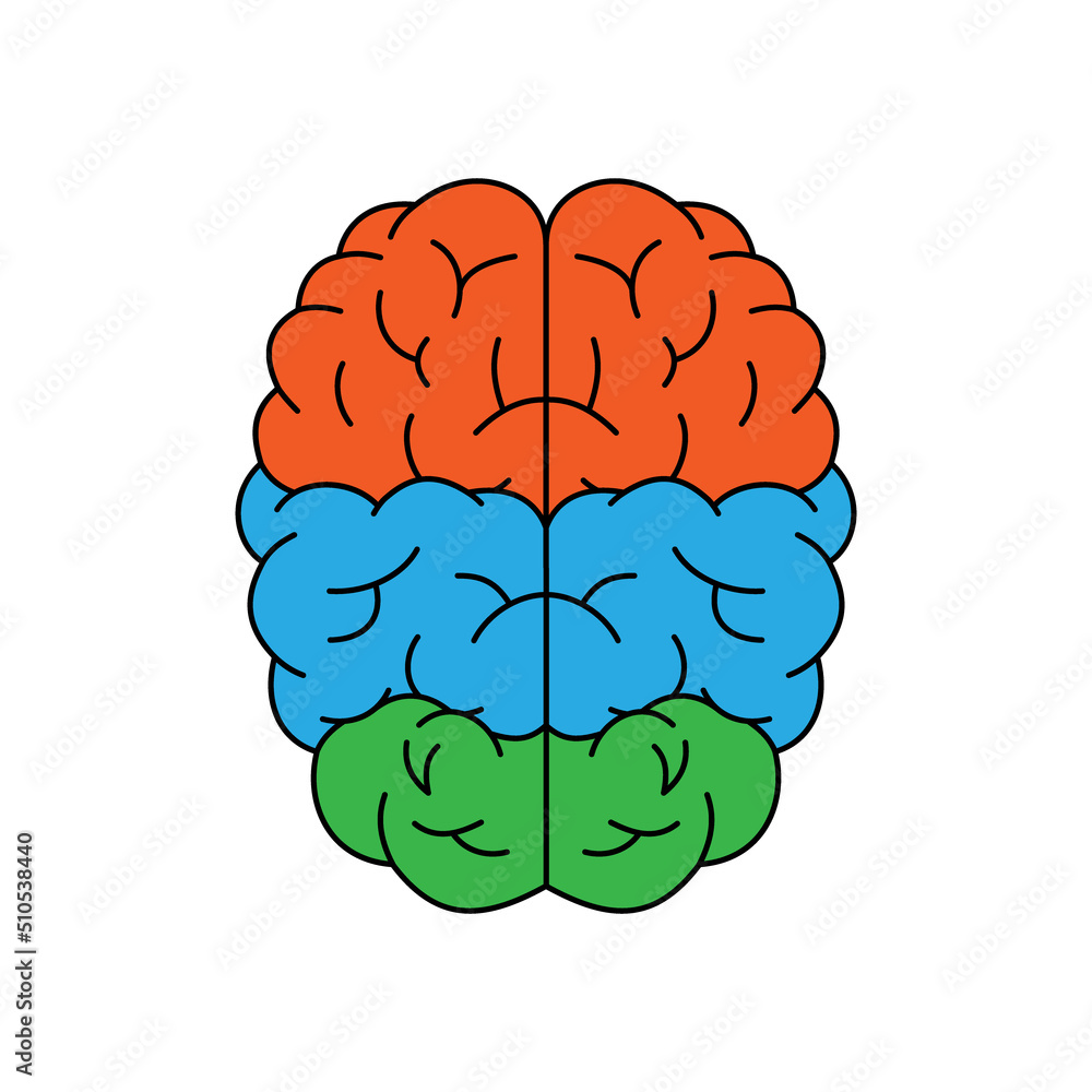 Human brain with main parts. Section of central nervous system. Healthy ...