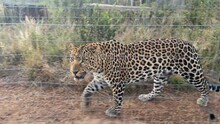 Captured Leopard Behind Fence Free Stock Photo - Public Domain Pictures