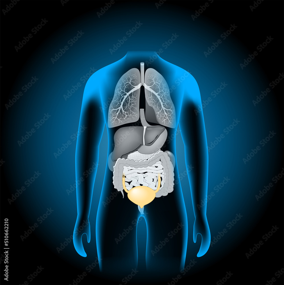 Human internal organs. x-ray blue realistic torso. Stock Vector | Adobe ...