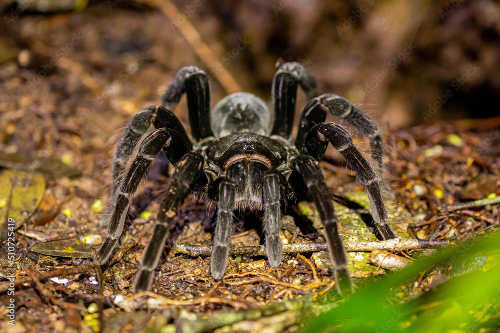tarantula close up in peruvian amazon rainforest Stock Photo | Adobe Stock