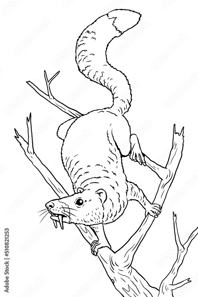 Prehistoric animals - sabertooth squirrel. Drawing with extinct mammals ...
