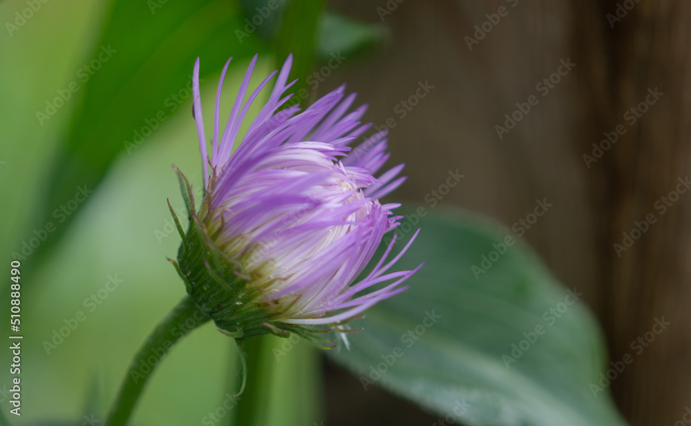 Foto kwiat, roz, charakter, roślin, jardin, kwiat, kwiat, fiolet, kwiat ...