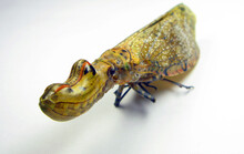 Alligator Lantern Free Stock Photo - Public Domain Pictures