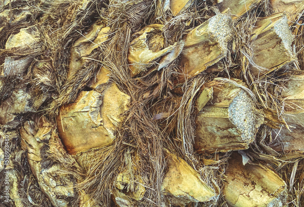 natural texture. palm bark, exotic tree. bark with hairs and chips ...
