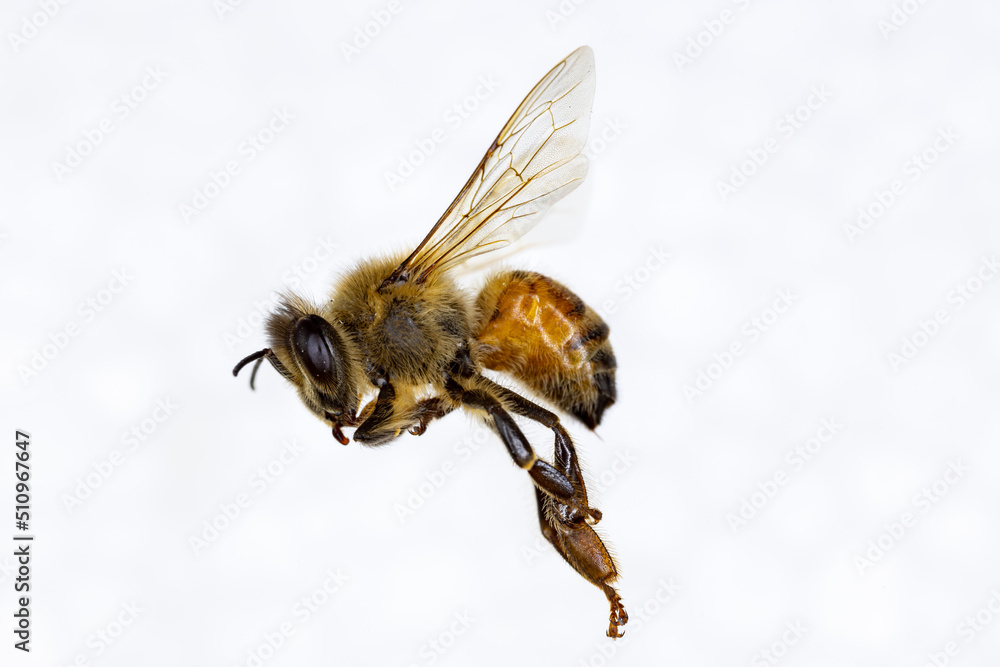 Characteristics of Honey bee and Stingless bee (Hymenoptera) for ...