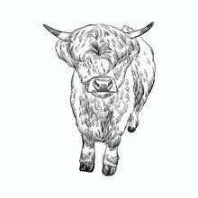 Vintage Art Highland Cattle Free Stock Photo - Public Domain Pictures