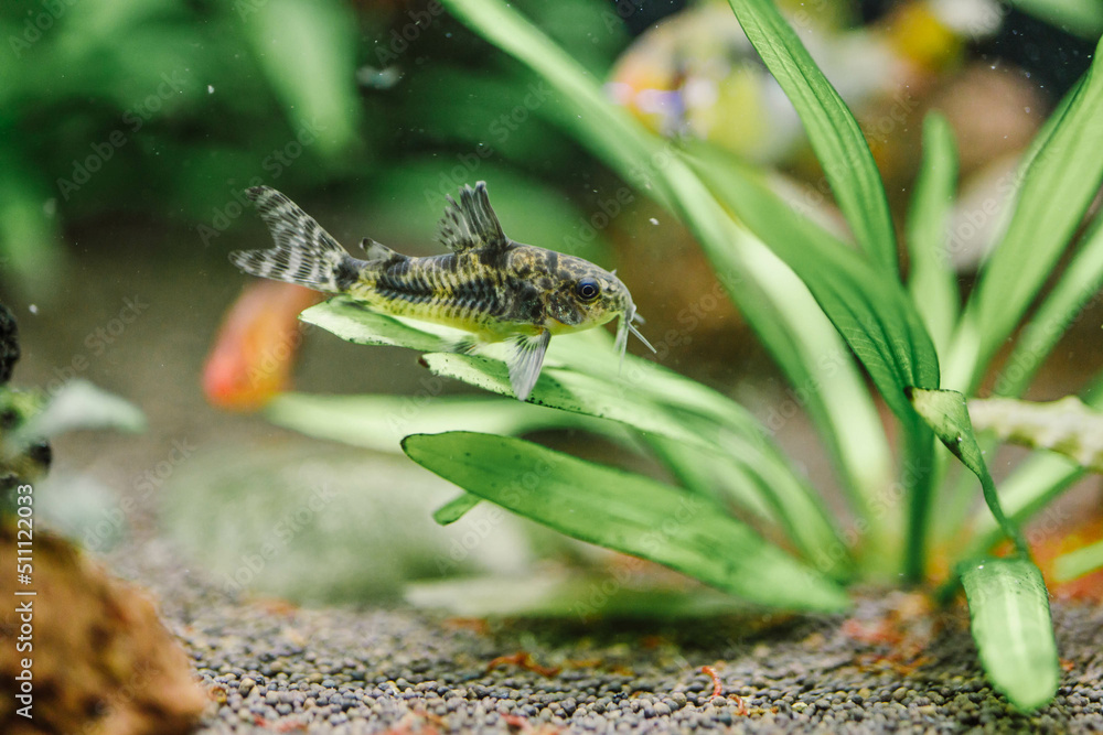 Foto stock di Corydoras aquarium fish in a freshwater aquarium with ...