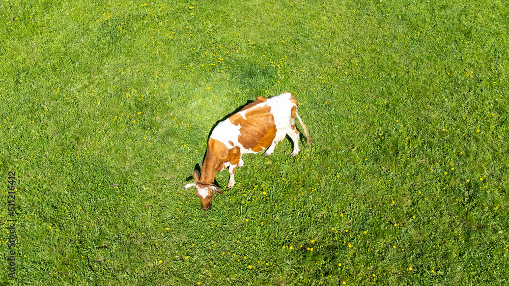 A red cow in a meadow top view, Aerial photography from a drone from ...