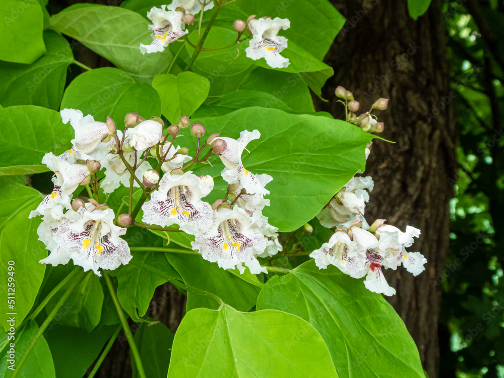 Flowers of the Indian bean tree (Catalpa bignonioides) also known as ...