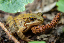 Spring Frog Free Stock Photo - Public Domain Pictures