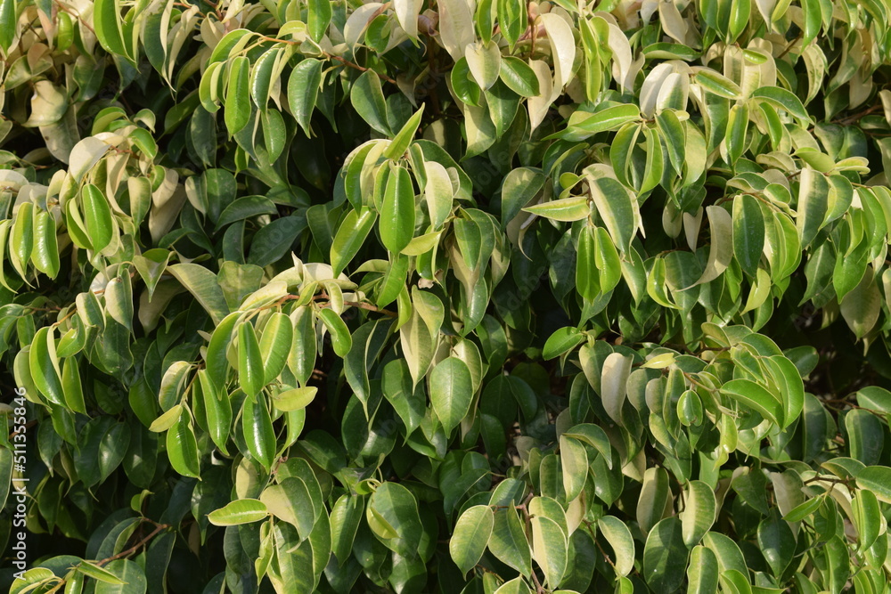 Ficus benjamina plant also known as weeping fig, chinese banyan ...