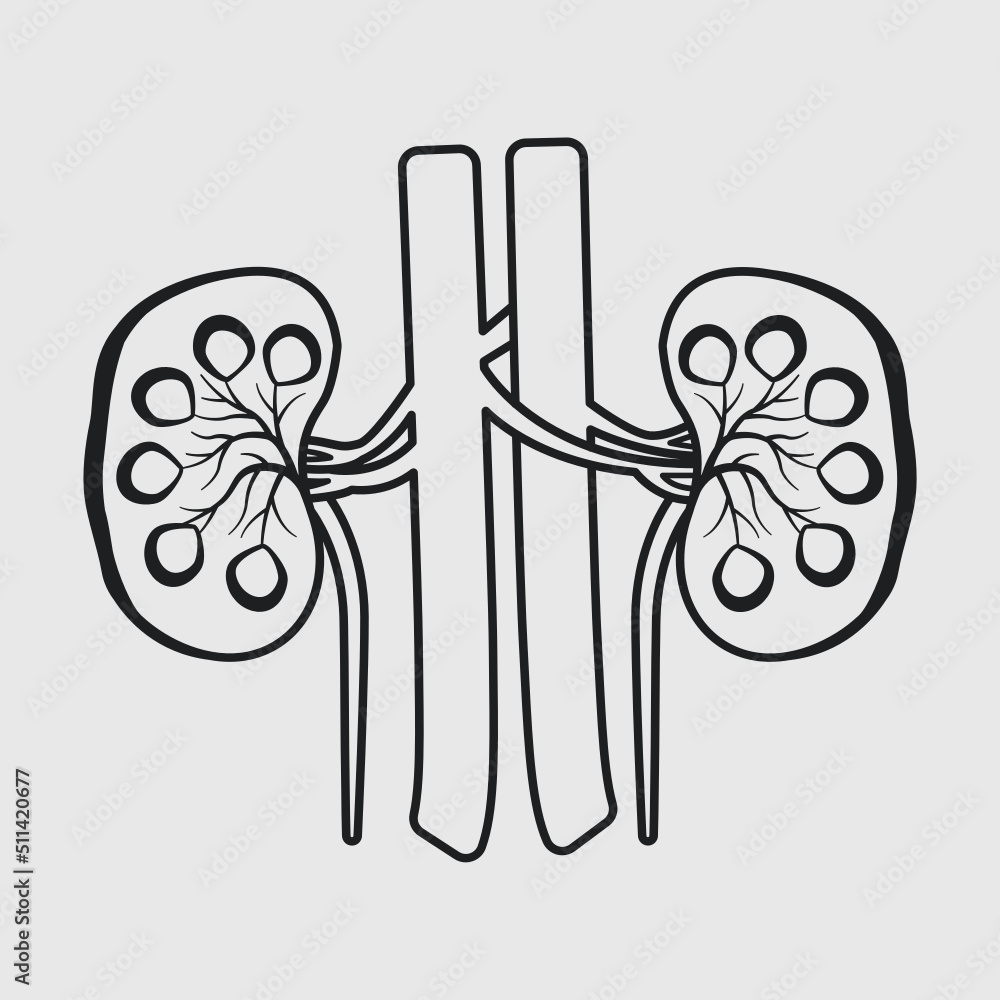 Kidney Outline SVG Bundle, Kidney Anatomy Svg, Doctors Svg, Urinary Svg ...