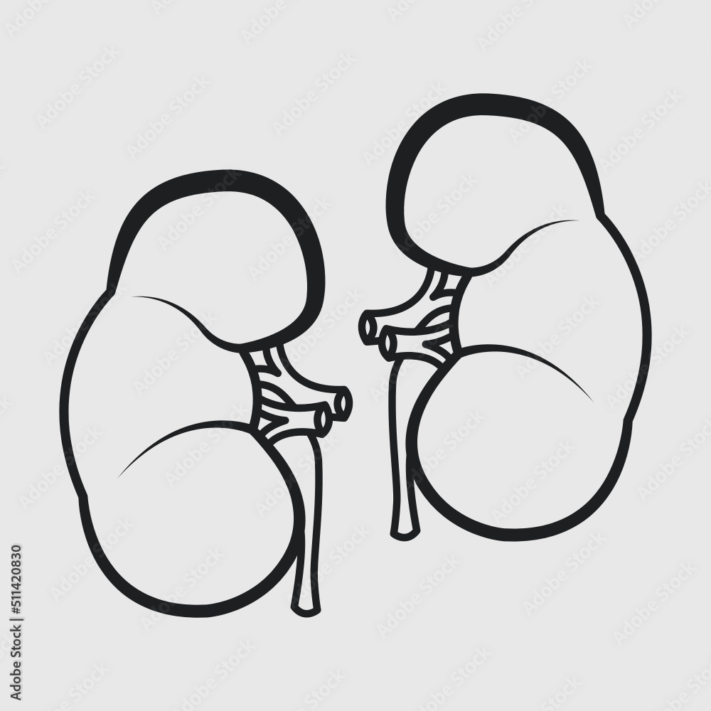 Kidney Outline SVG Bundle, Kidney Anatomy Svg, Doctors Svg, Urinary Svg ...