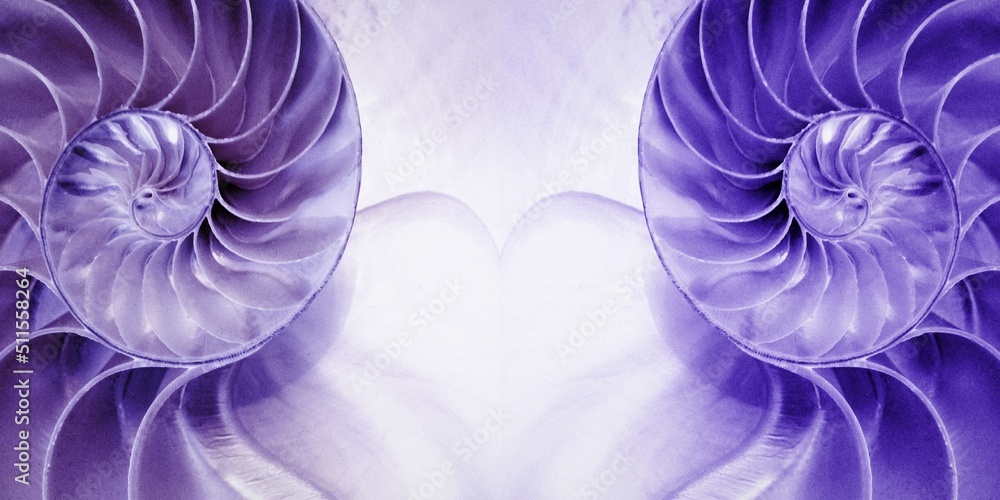 nautilus shell symmetry Fibonacci half cross section spiral golden ...