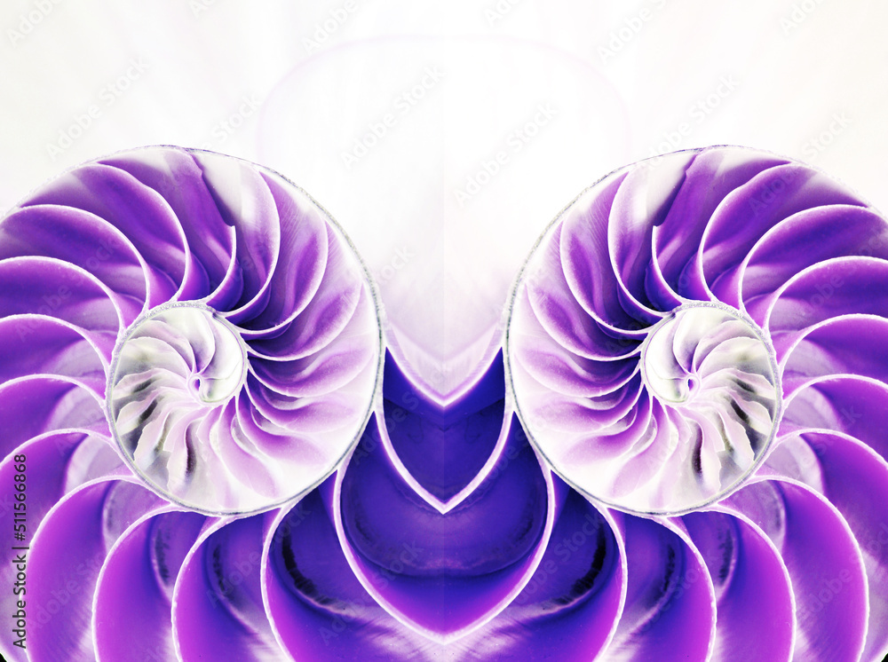 nautilus shell symmetry Fibonacci half cross section spiral golden ...