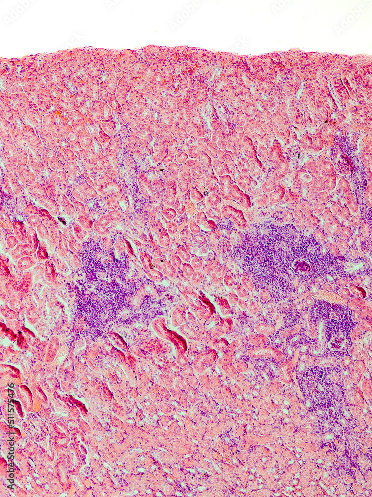 Foto de Stock mouse kidney cross section under the microscope - optical ...