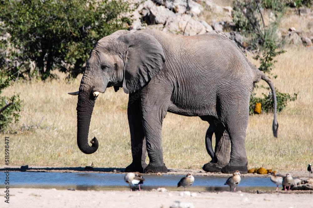 Side view of an adult African elephant pooping in its natural habitat ...