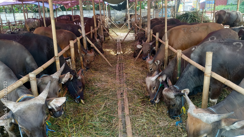 Cattle, cows ( sapi ) in animal markets to prepare sacrifices on Eid al ...