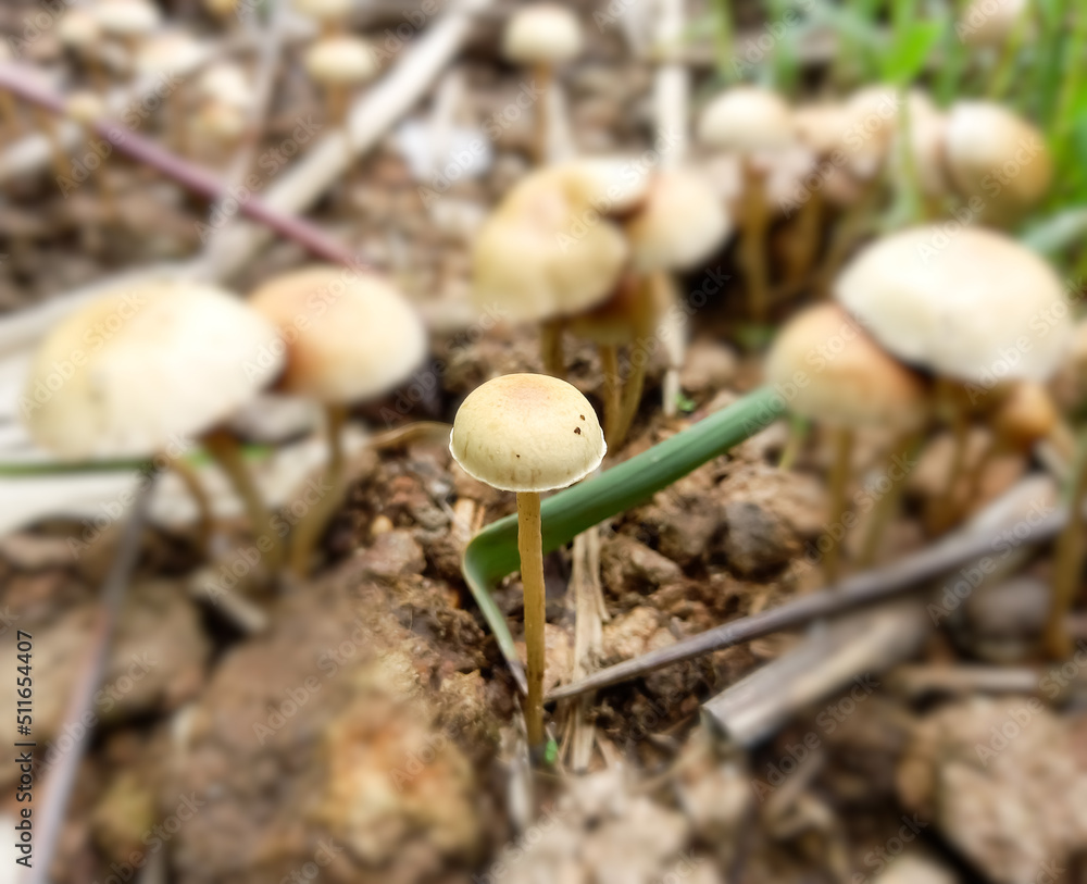 Mushrooms Conocybe Tenera on herbivore animal excrement, some species ...