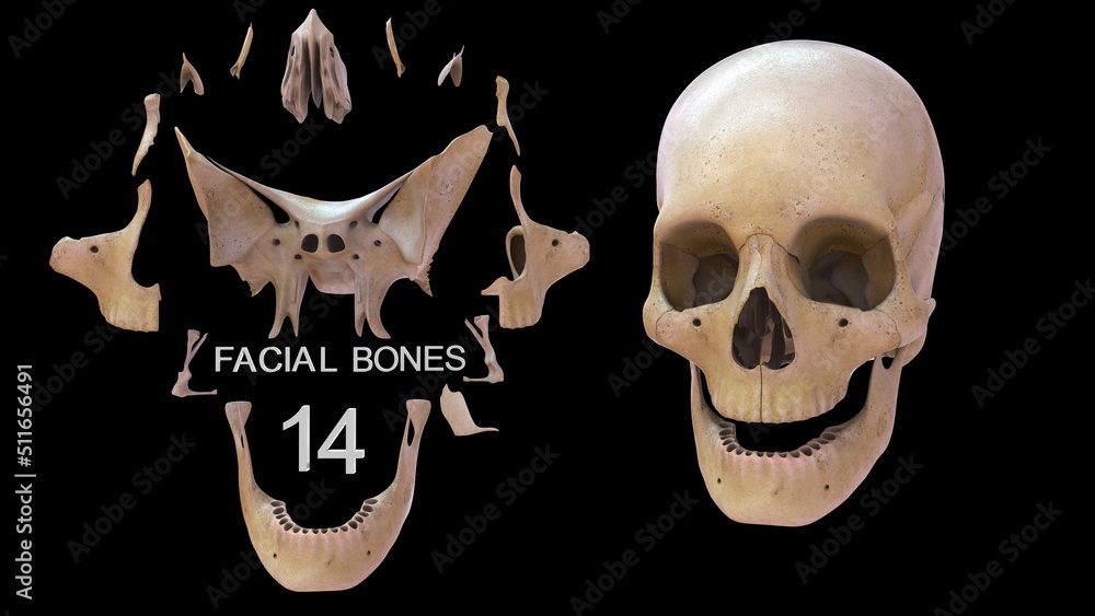 The human skull consists of 22 bones (or 29, including the inner ear ...