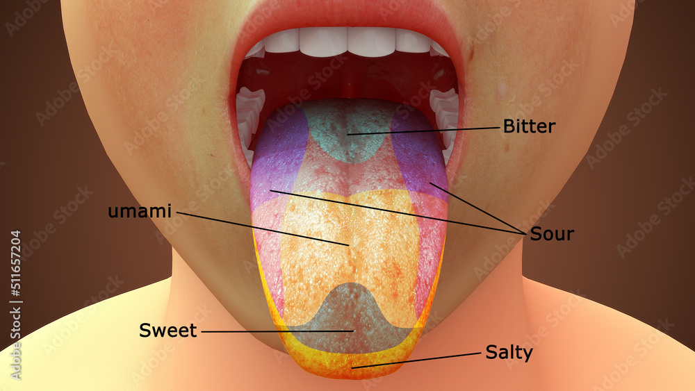 The tongue is a muscular organ in the mouth. The tongue is covered with ...
