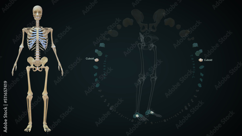 The cuboid is one of seven tarsal bones of the foot. The cuboid is ...