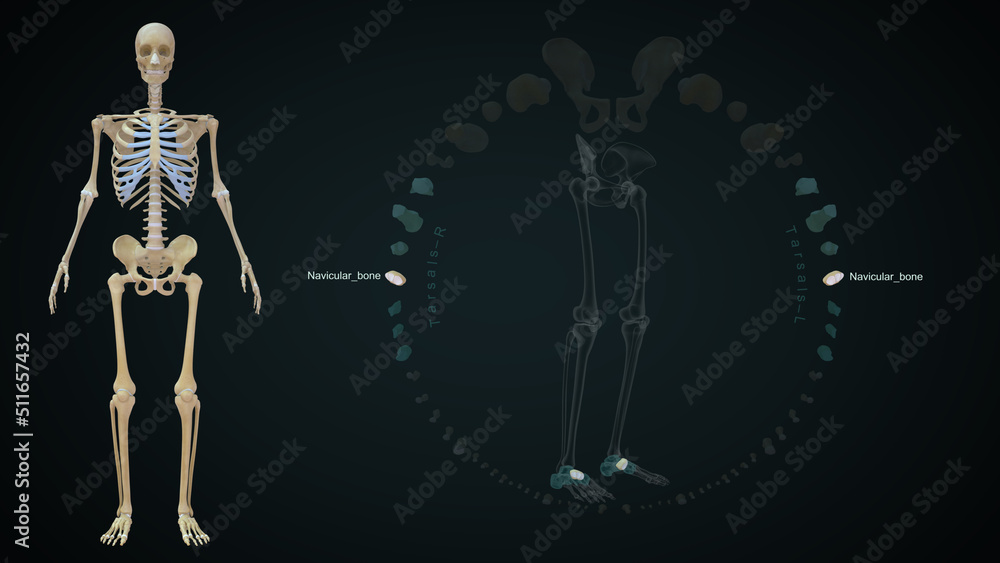 The navicular is a wedge-shaped bone that articulates with five tarsal ...