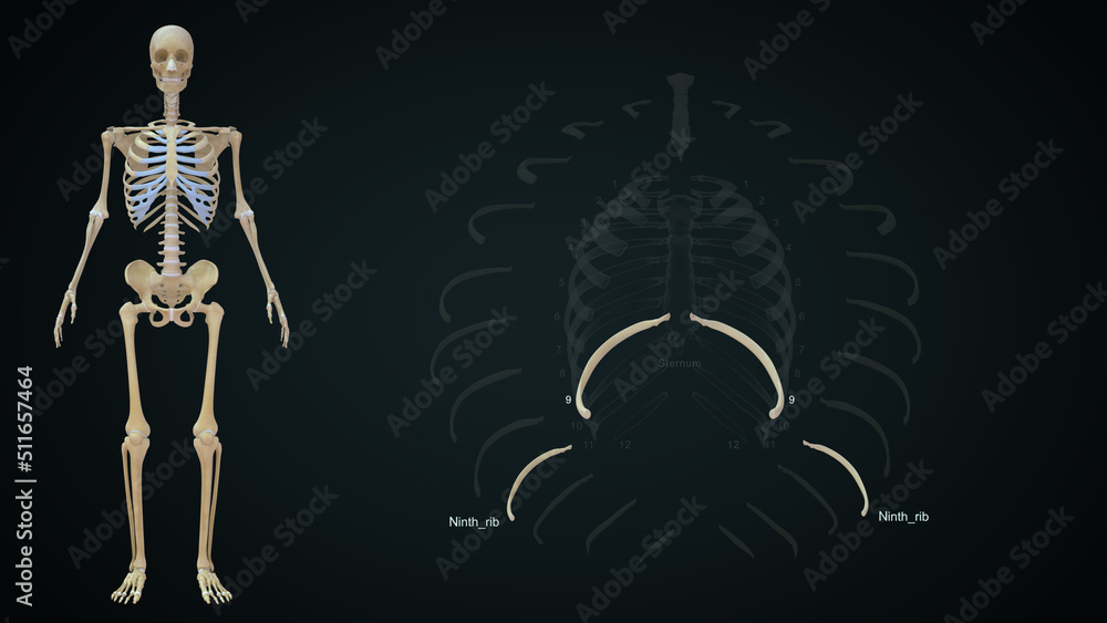 The rib cage is an arrangement of bones in the thorax of all ...