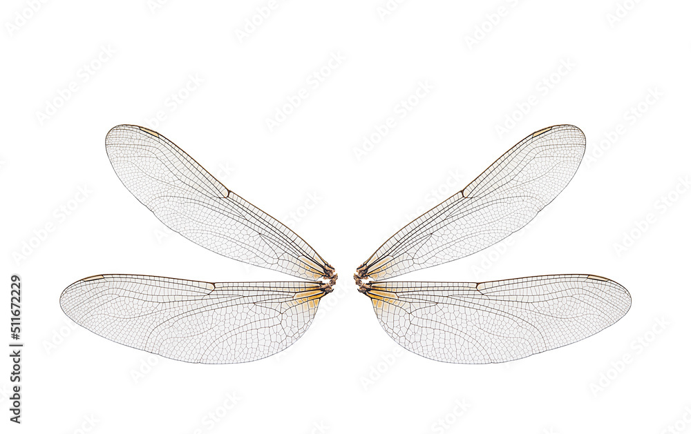 dragonfly insect wings on a white background,isolated Stock Photo ...