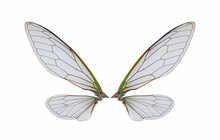 Insect Wing Structure Free Stock Photo - Public Domain Pictures