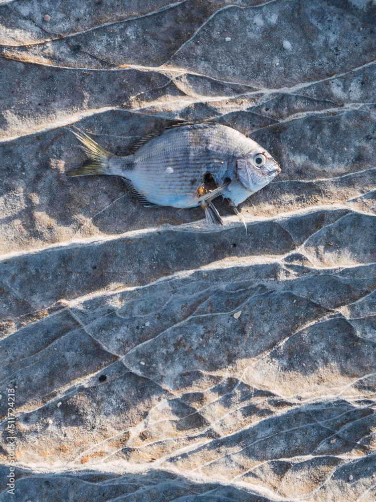 Dead Fish On Arid Ground. Decomposing Fish Lying on Dried Up River Bed ...