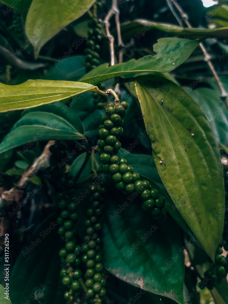 Pepper hanging on its tree, pepper also known as merica in indonesia is ...