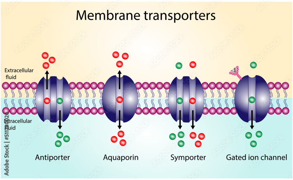 Membrane transporters of ions and molecules across cell membranes. Types of cell membrane ...