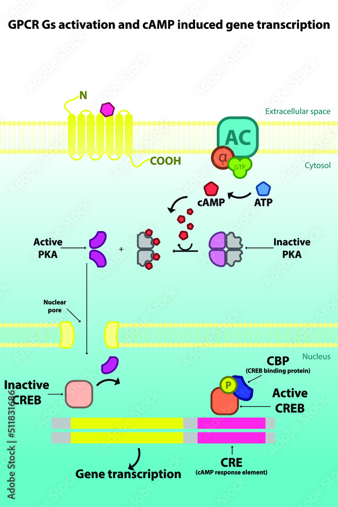 GPCR Gs signalling pathway diagram - PKA mediated gene transcription ...