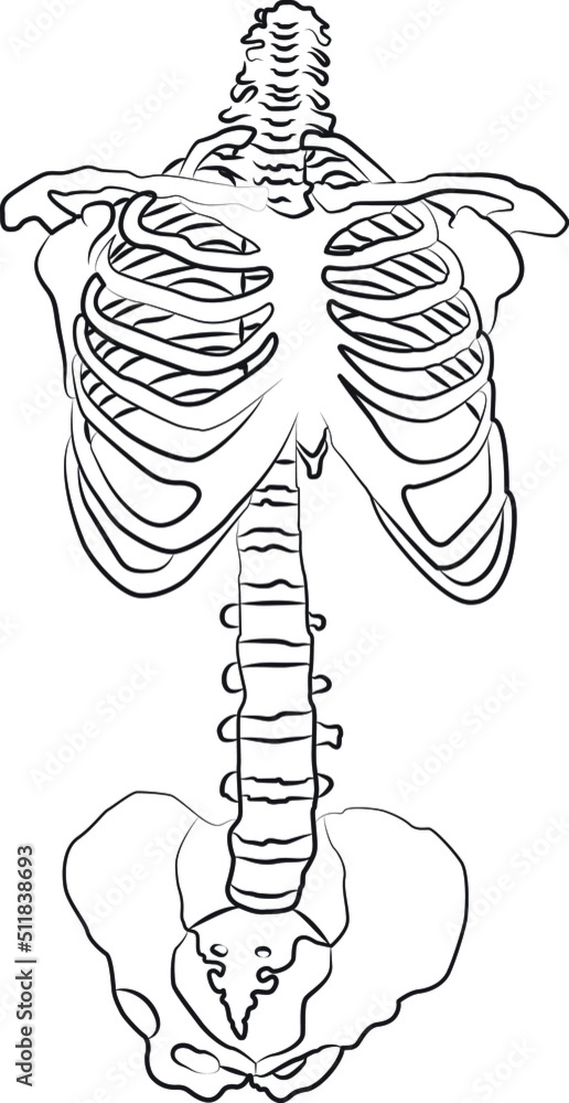 Human body and skeletal system. medically accurate illustration of the ...