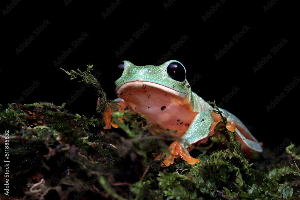 Morelet's tree frog (Agalychnis moreletii) on green leaves, Morelet's ...