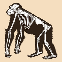 Chimpanzee Skeleton Free Stock Photo - Public Domain Pictures