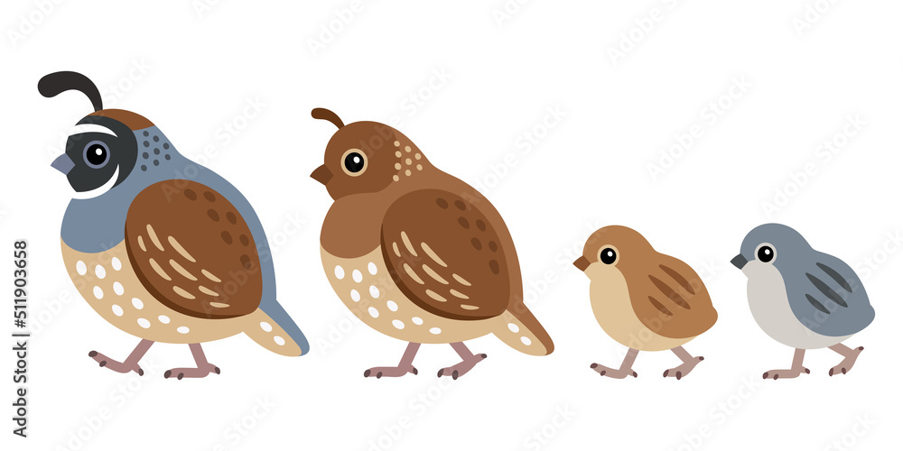 Cute cartoon California quail family Stock Vector | Adobe Stock