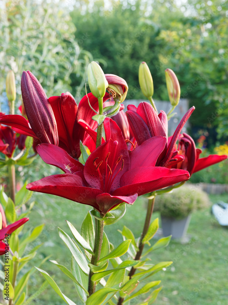 (Lilium asiaticum) Flowering of beautiful deep red blooms of Asiatic ...