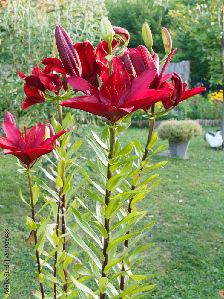 (Lilium Longiflorum Asiaticum) Set or clusters of lily flowers with ...