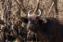 Buffel Free Stock Photo - Public Domain Pictures