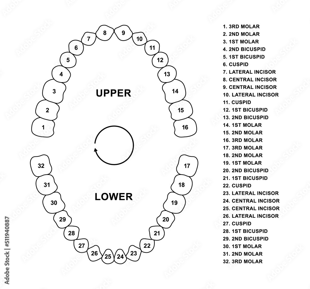 Adult human jaws anatomy with descriptions. Adult human teeth dentition ...