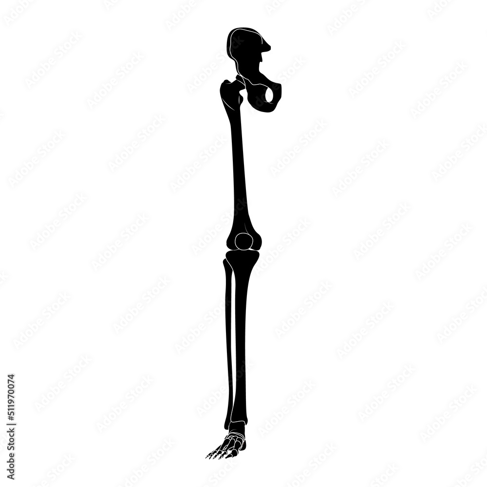 Skeleton Human leg with pelvis hip silhouette body bones - Thighs ...
