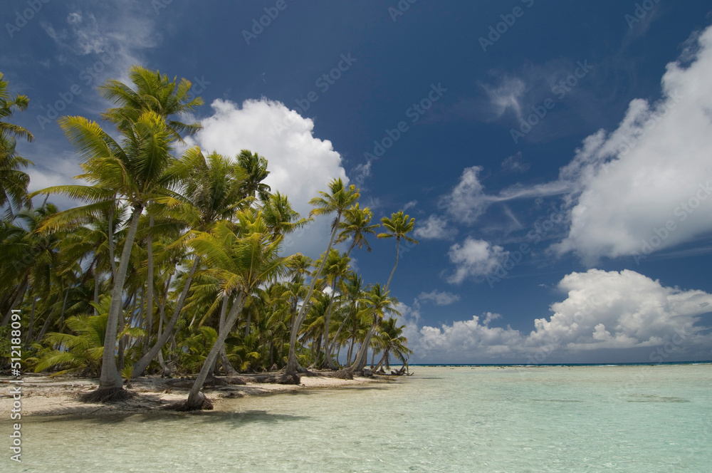 Palm trees on the beach, Blue Lagoon, Rangiroa, Tuamotu Archipelago ...
