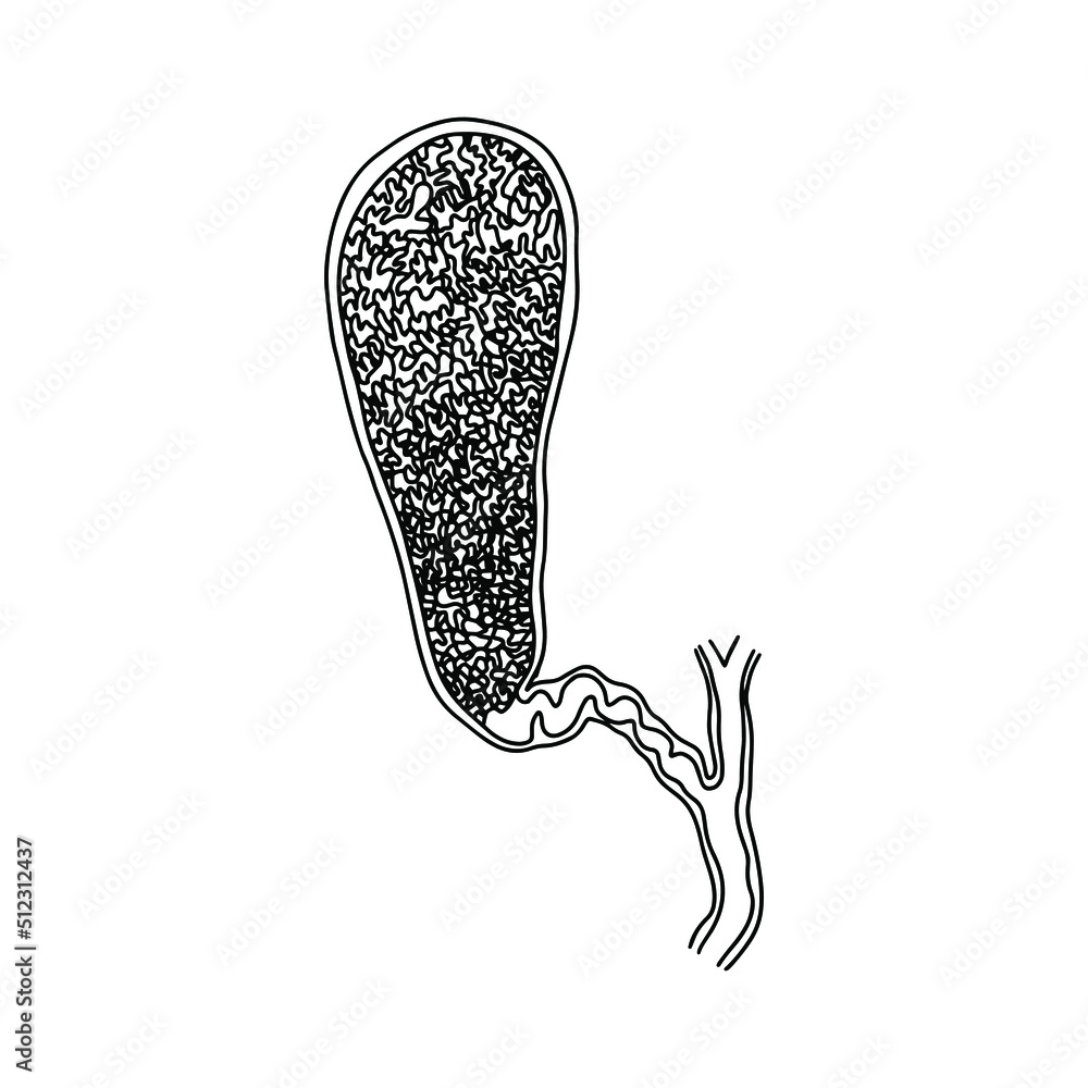 The human gallbladder and its cross section. Vector, outline ...